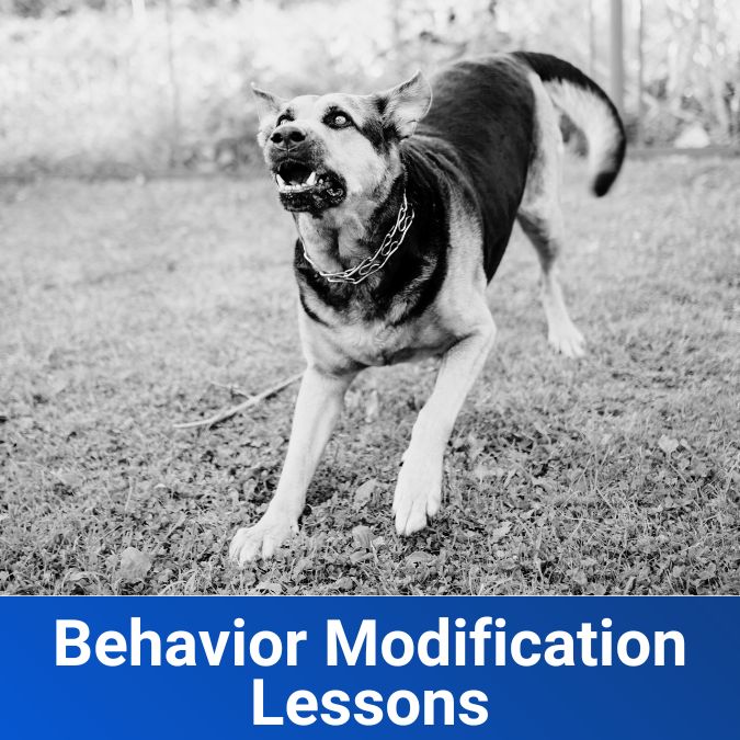 Behavior Modification Lessons - Off Leash K9 Training of Lubbock, TX